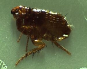 Pest Control Wesley Chapel FL | Free Estimates
